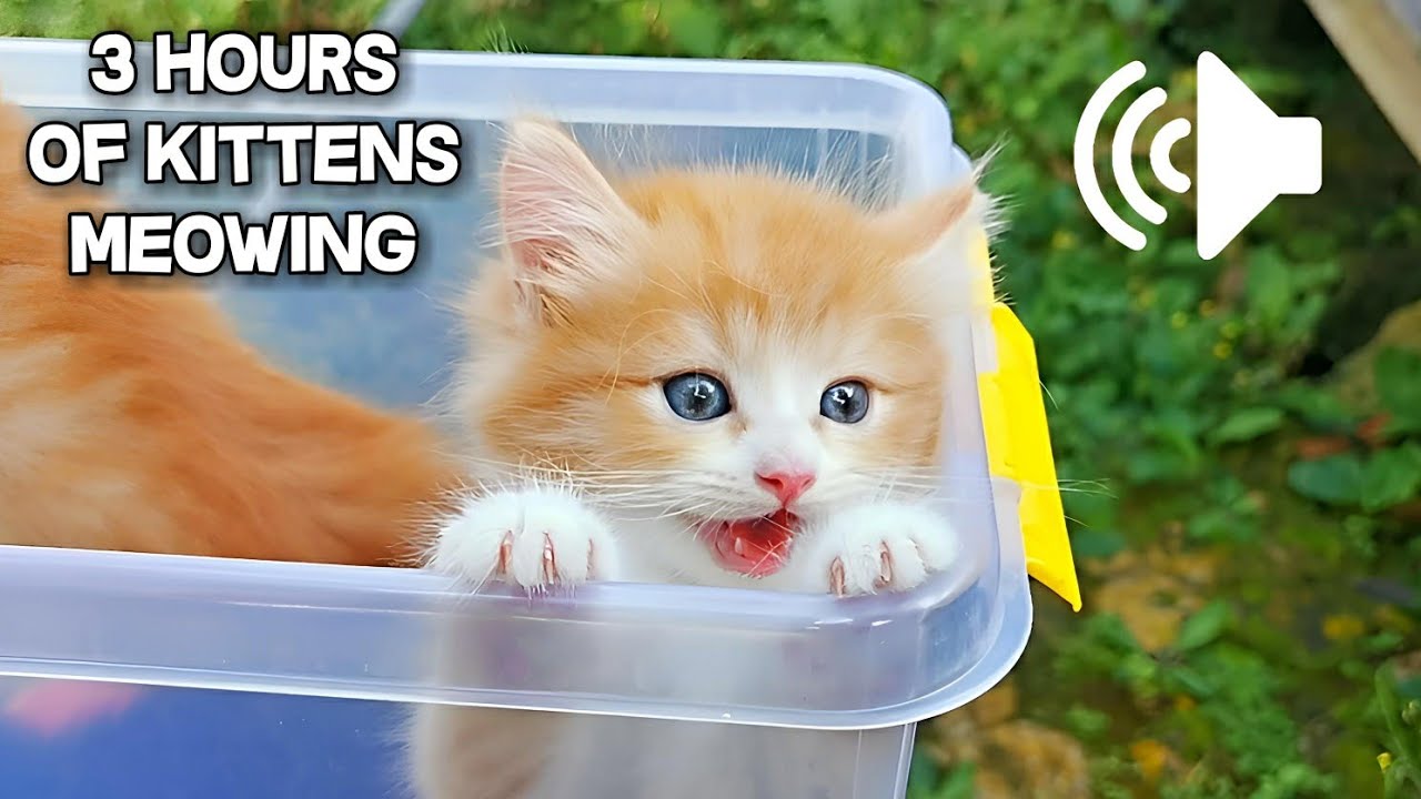 3 Hour of Kittens Sounds - The Ultimate Prank for Your Cats - YouTube