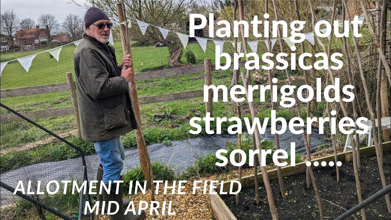 Planting out in mid April @ Allotment in the field - YouTube