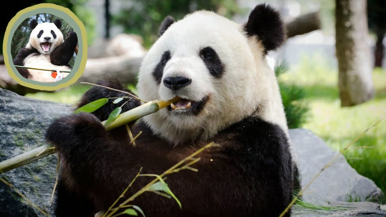 So Cute!!!Adorable Panda Eating Bamboo!!!Panda ASMR 4!!!! - YouTube