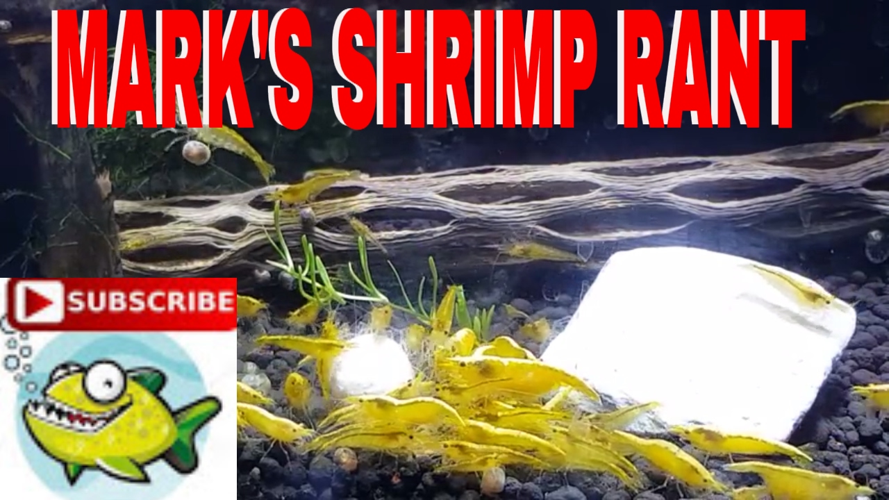 MARKS SHRIMP RANT - YouTube