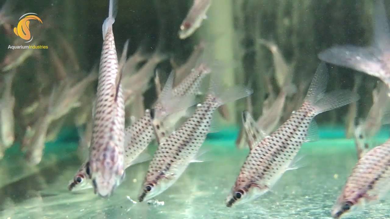 4cm Headstander Spotted - YouTube