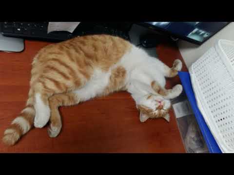 Garfield'in Oğlu Kedi FİKO