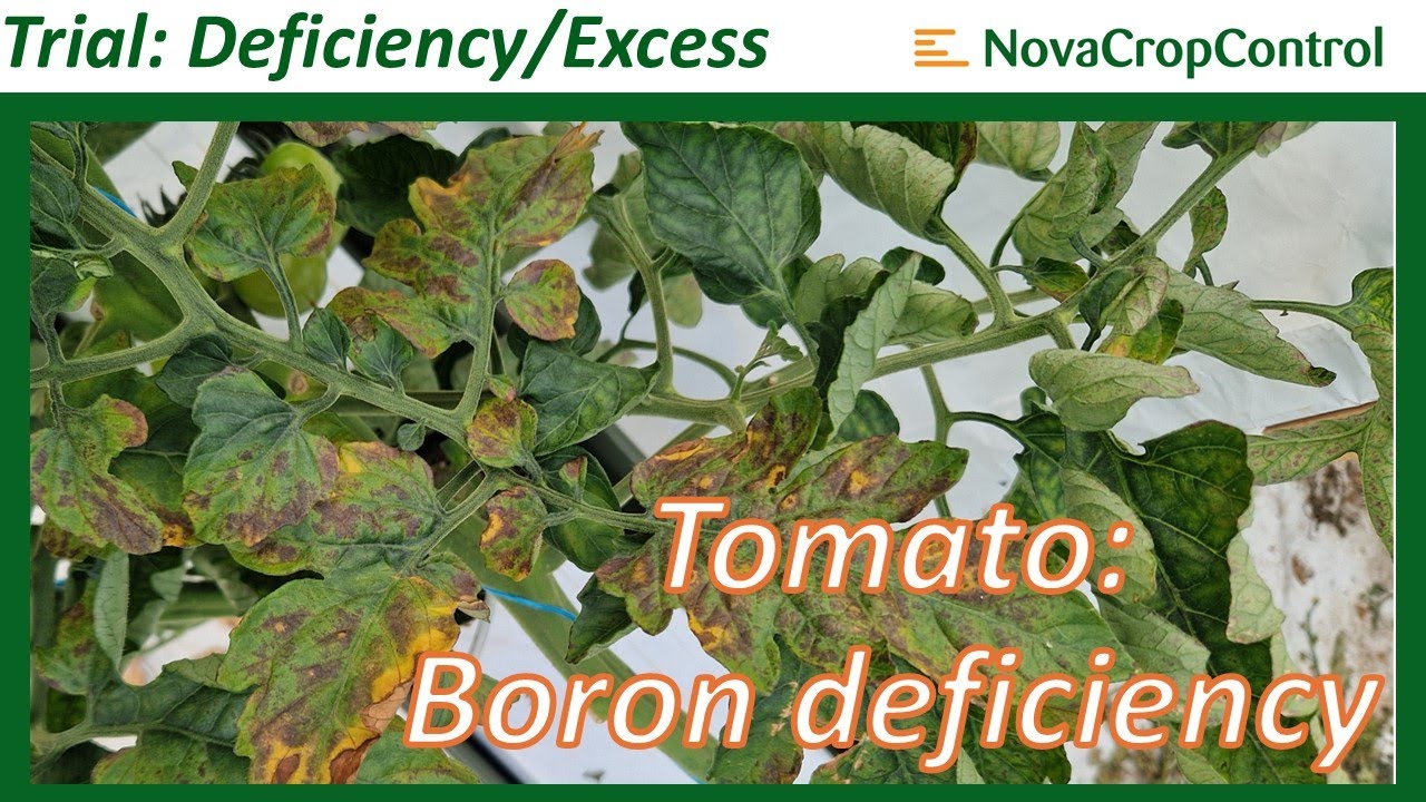 Deficiency/Excess trial in tomato: Boron deficiency - YouTube