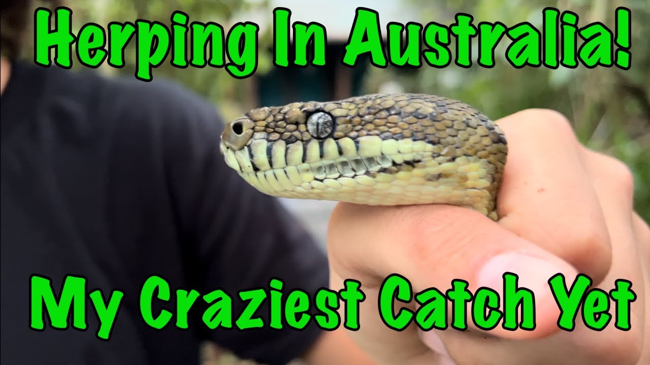 Herping In Australia!! (Snakes, Lizards, and More!!) - YouTube