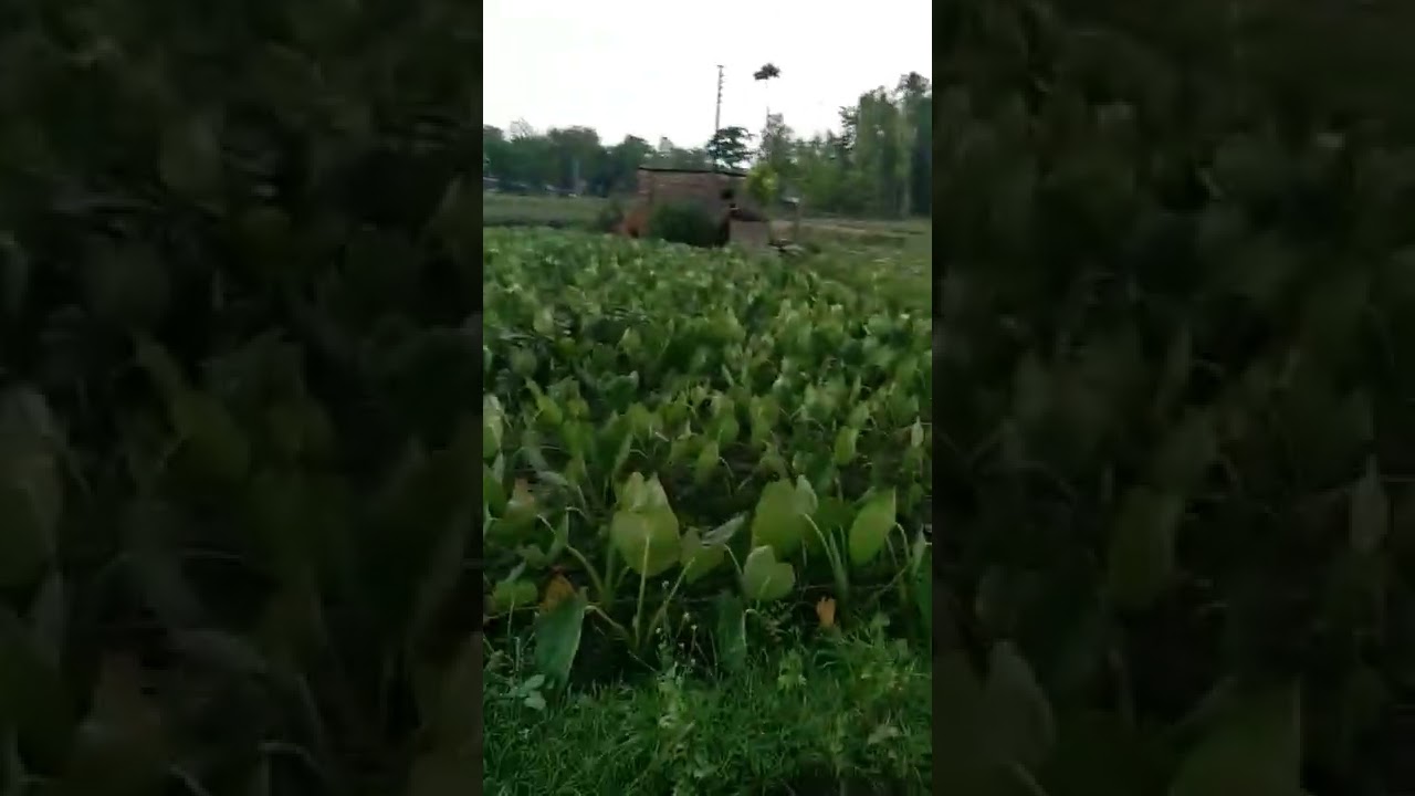 ghuiya ka khet - YouTube