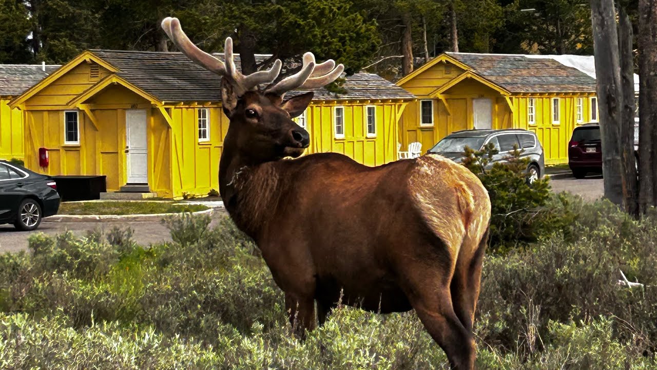 Wildlife I saw in Yellowstone National Park🦬🦌🐻#travel #wildanimals # ...