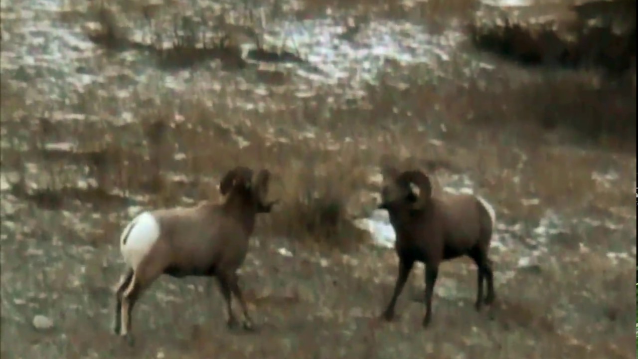 January Bighorn Sheep Ramming at Dusk in Canada's Rockies. - YouTube