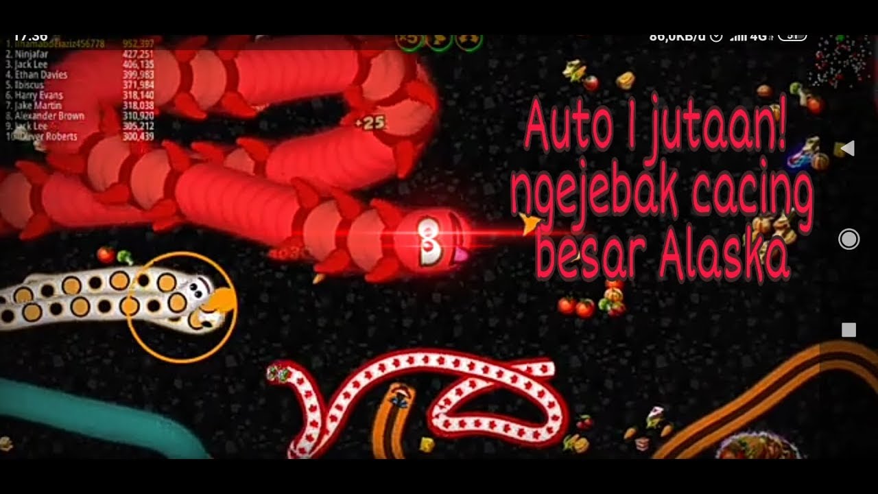 Gasken main game Cacing Alaska sampe 1 jutaan dan jebak cacing besar ...