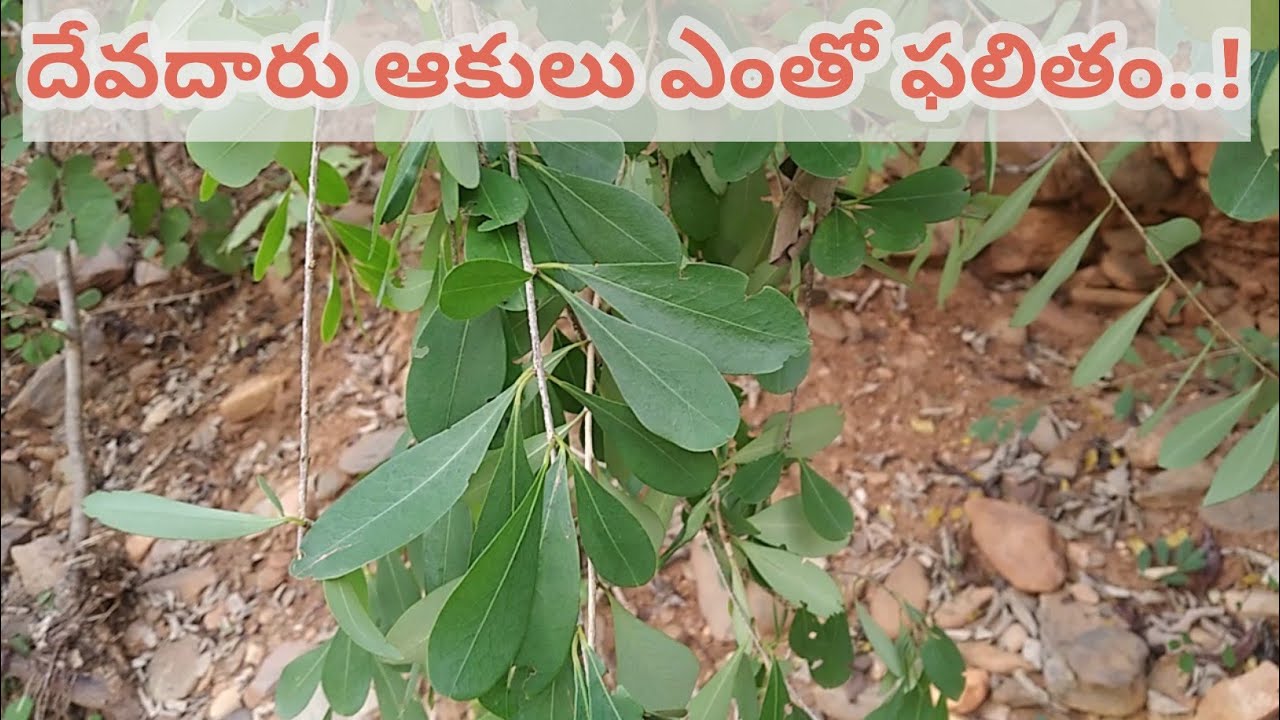 దేవదారు ఆకులు ఎంతో ఫలితం | devadaru Aaku use TELUGU - YouTube