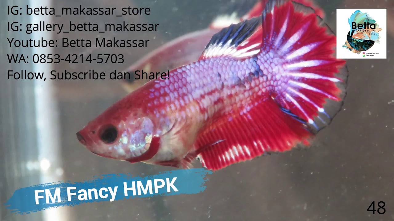 Betta FM Fancy HMPK (Kode 048) - YouTube