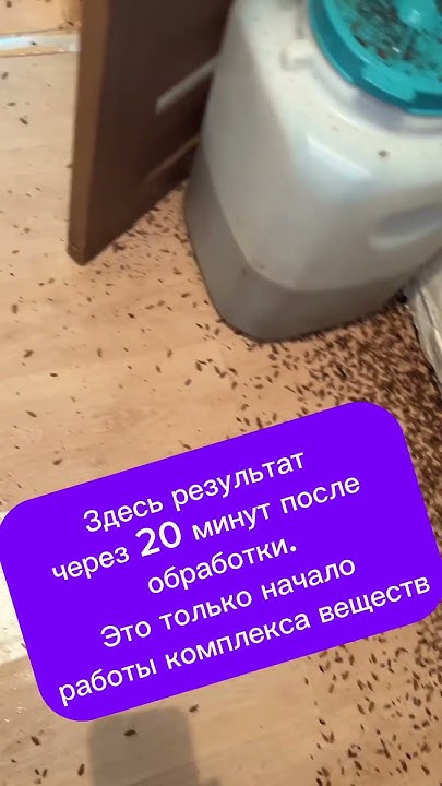 Как избавиться от тараканов навсегда? Самый эффективный и проверенный ...