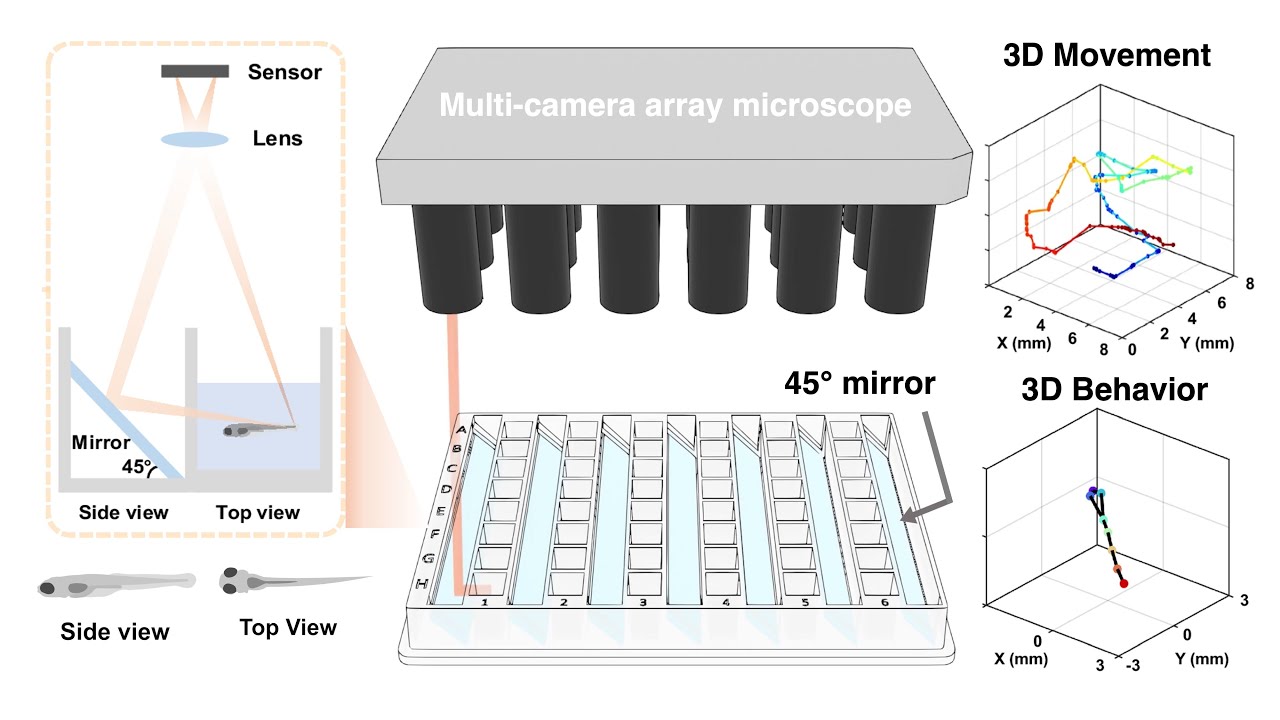 3D tracking of complex zebrafish behavior at high throughput - YouTube