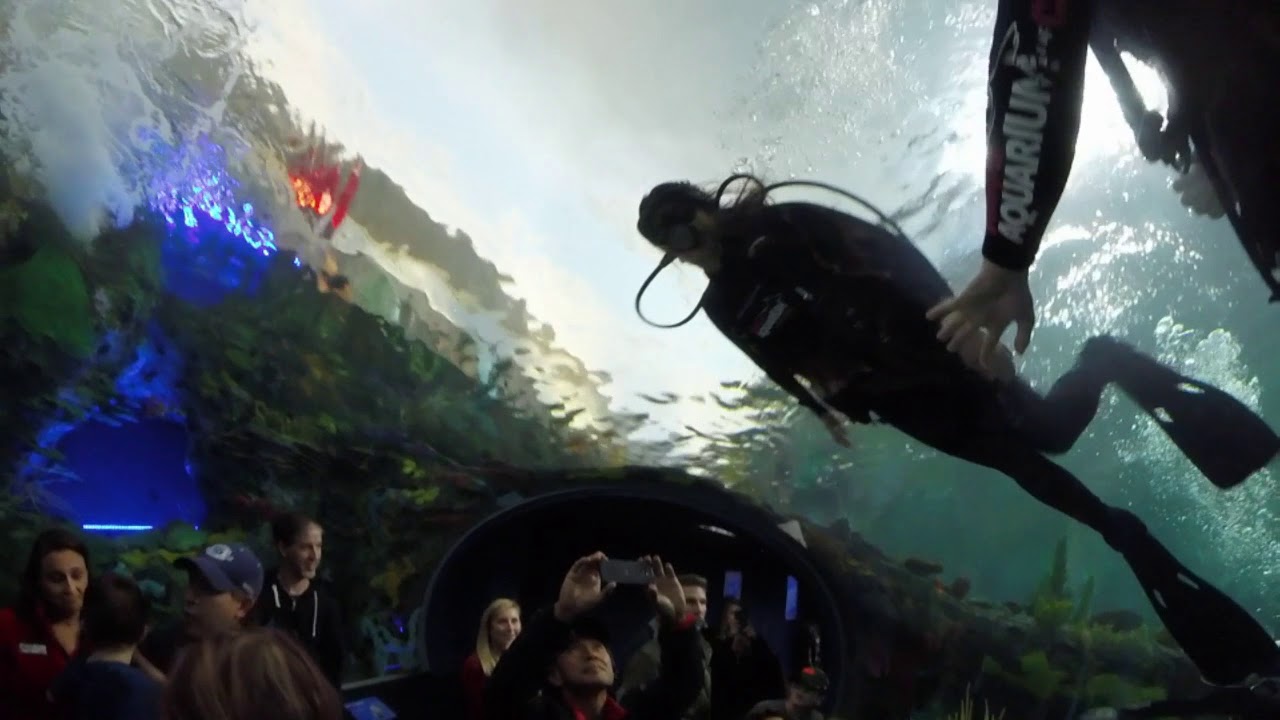 Scuba Diving Inside The Shark Tank At The Ripley's Aquarium In Toronto ...