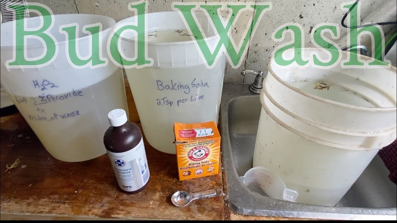 Giving the buds a Bud Wash! - YouTube