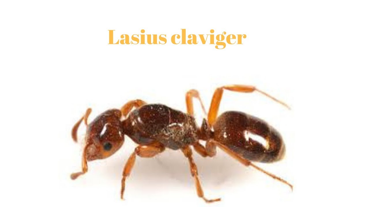 Lasius claviger #1 - YouTube