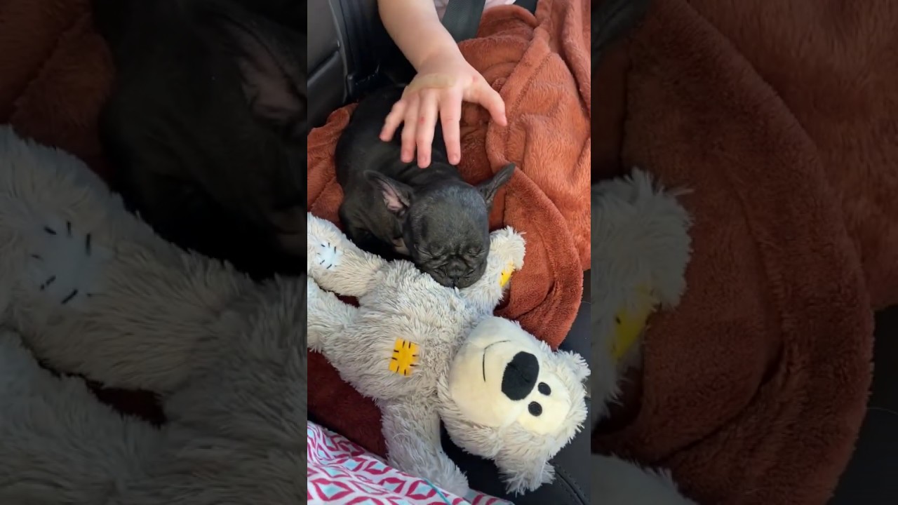 Sleepy Piper falling asleep on his Teddy Bear :) - YouTube
