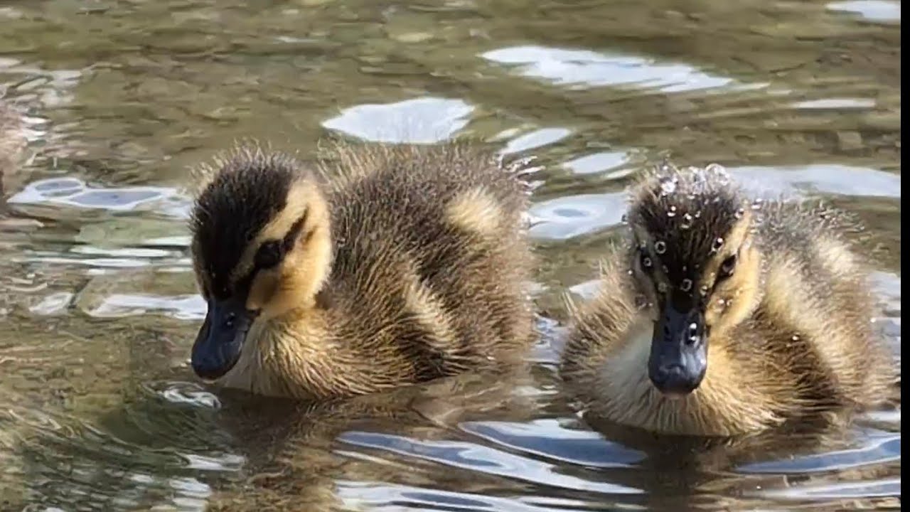 Ducklings - YouTube