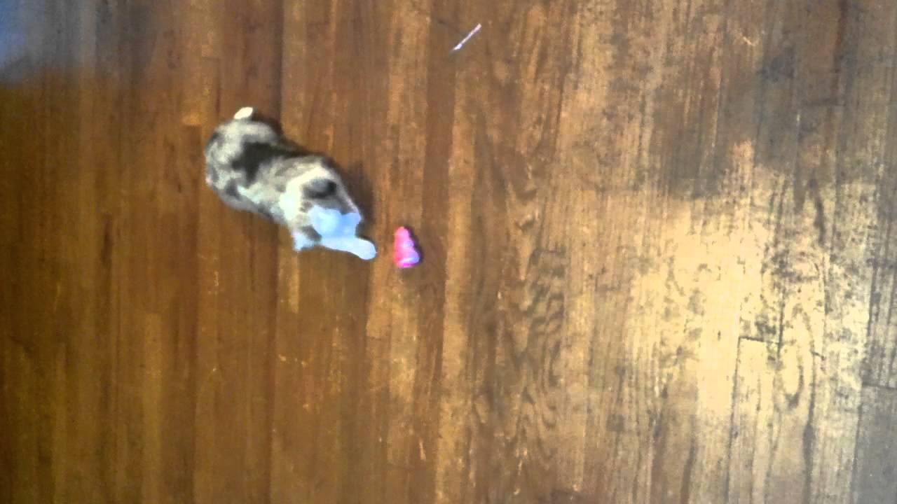Riley and the Kong - YouTube