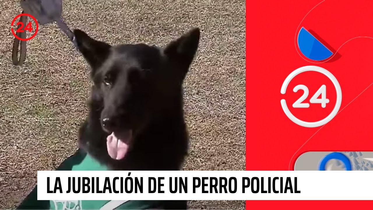 La jubilación de un perro policial | 24 Horas TVN Chile - YouTube