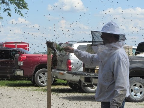 How Many Bees Are There In A Single Hive