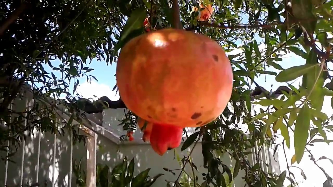 Pé de Romã Cheia de Frutos!!! - YouTube