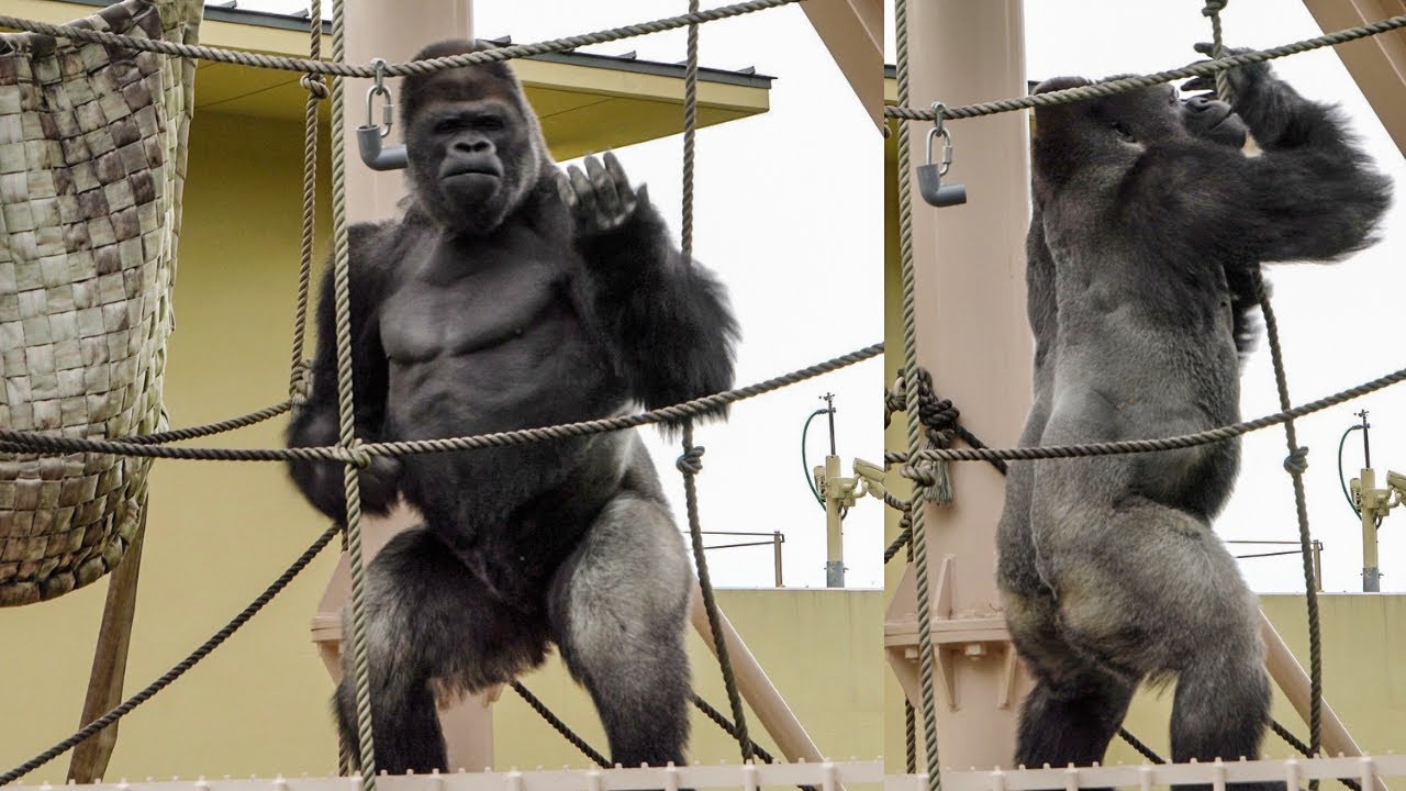 Silverback gorilla Shabani dances beautifully. #4 HIGASHIYAMA ZOO 東山動植物 ...