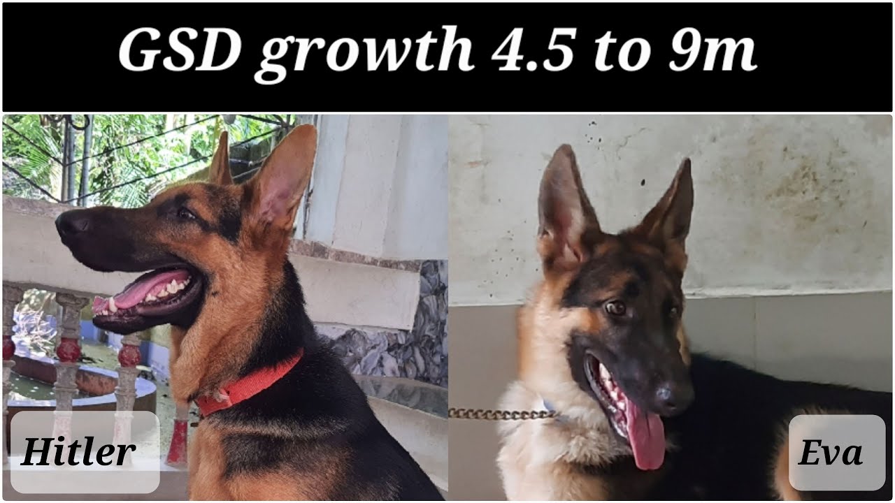 Growth of GSD (4.5 to 9 Months) | Hitler & Eva | German Shephard ...