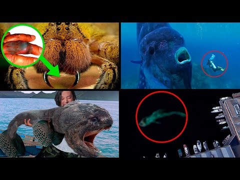 Most Dangerous Animals & Craziest Creature Sightings! | ORIGINS ...