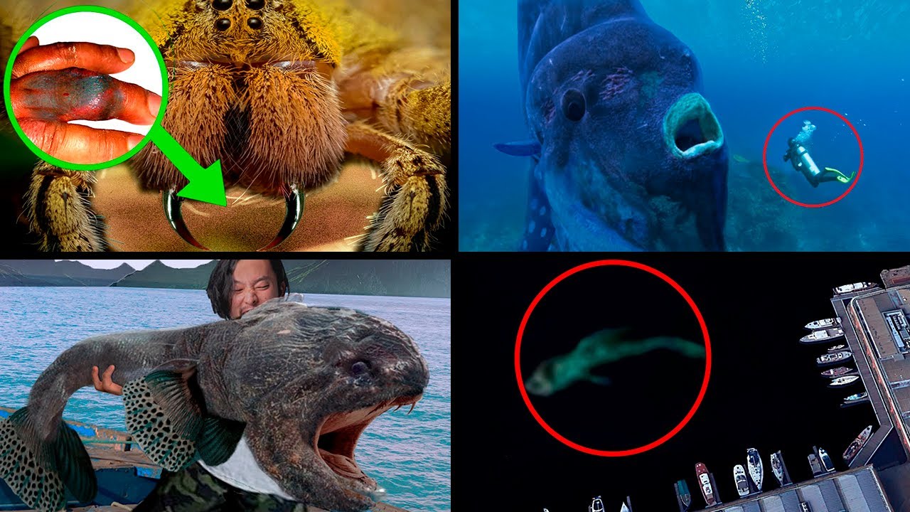 Most Dangerous Animals & Craziest Creature Sightings! | ORIGINS ...