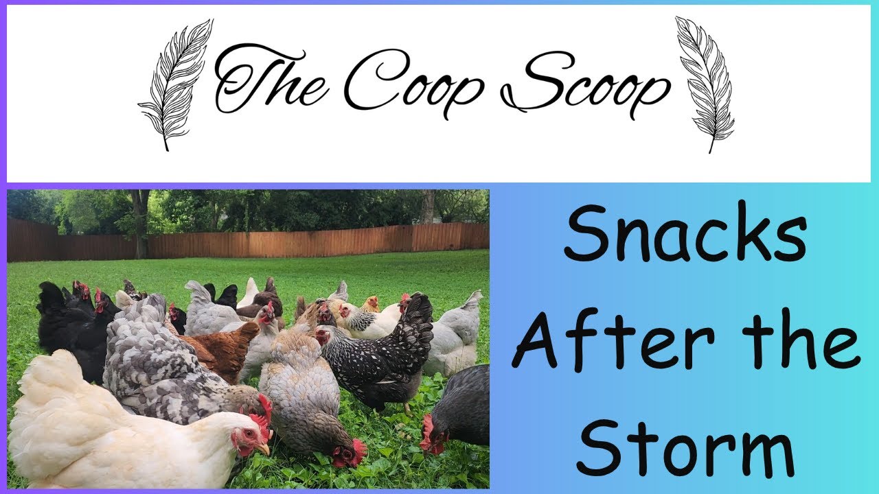 Foraging for Snacks-Sounds of Contented Hens - YouTube