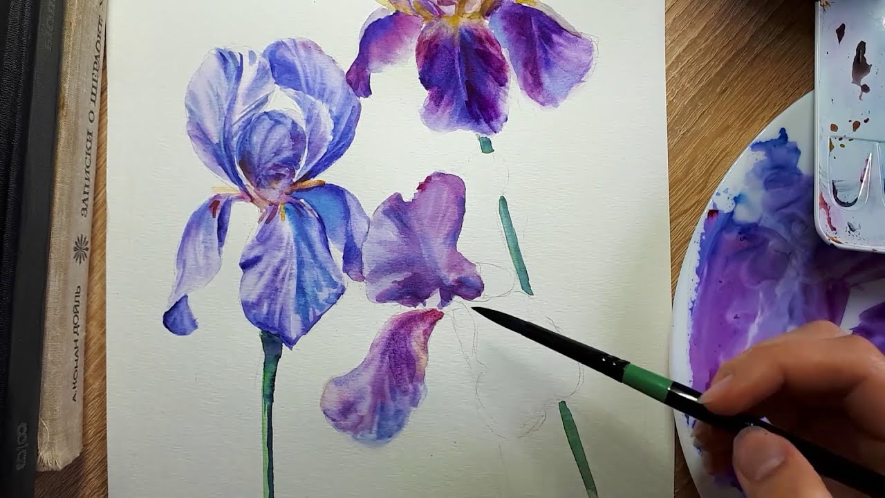 Watercolor irises drawing process tutorial - YouTube