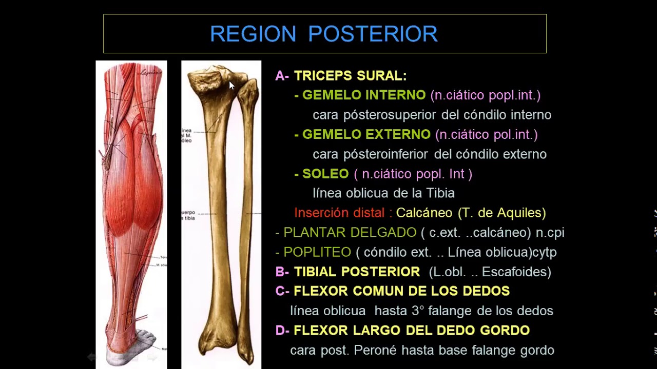 TP ANATOMIA PIERNA DRA JUNCO DRA DIAZ - YouTube