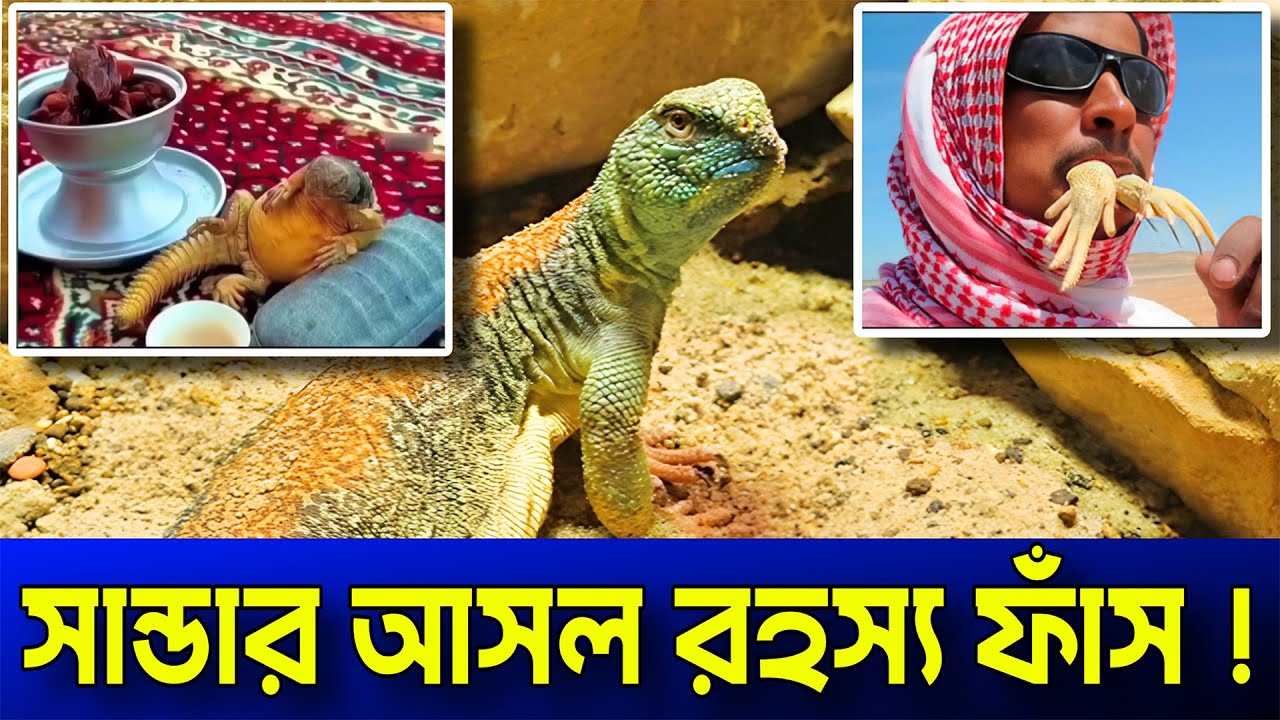 সান্ডা নিয়ে যাবতীয় বিভ্রান্তী | Sanda Animal in Islam | Sanda Oil ...