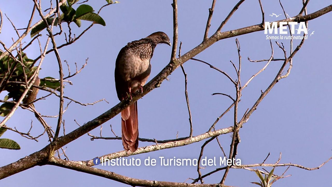 Aves del Departamento del Meta Colombia - YouTube
