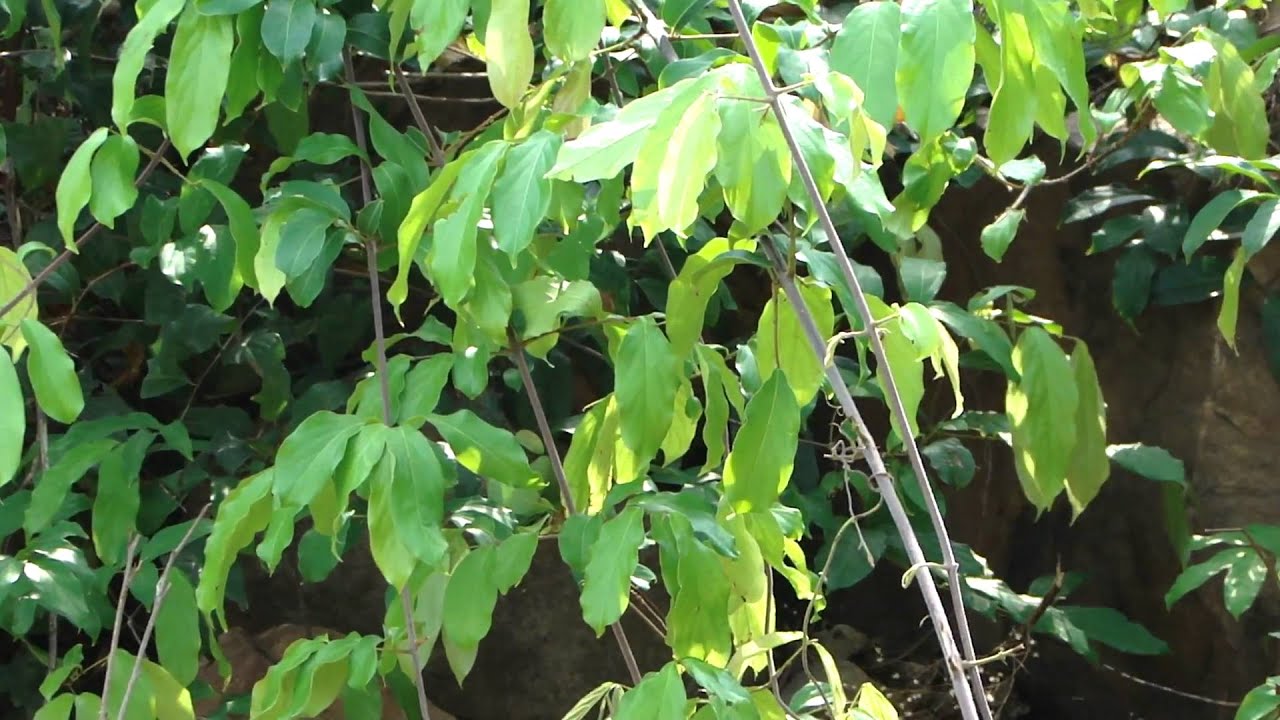 652 Hadjod based Primary Traditional Formulations used for Internal ...