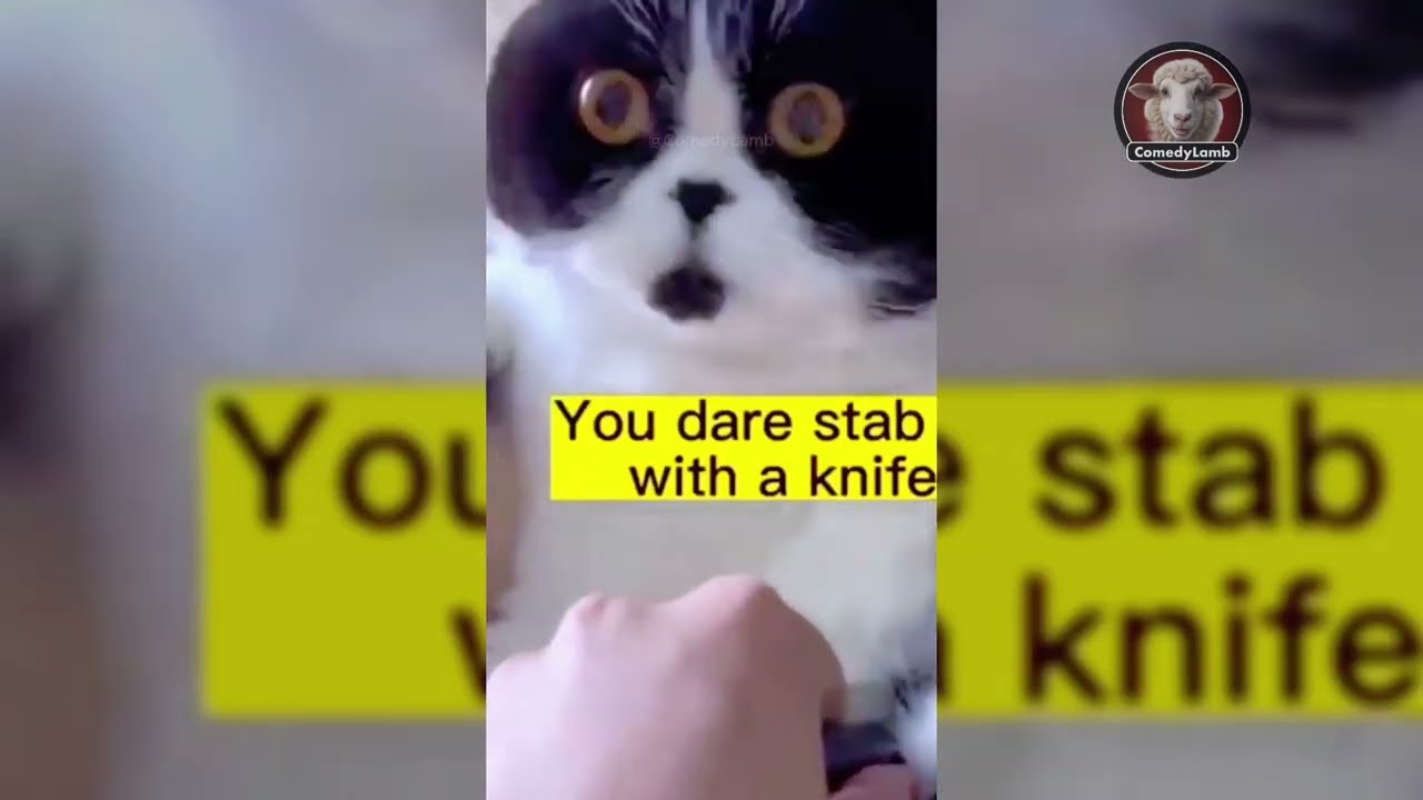 Hilarious Cats & Dogs - 5 Minutes of Pure Joy! - YouTube