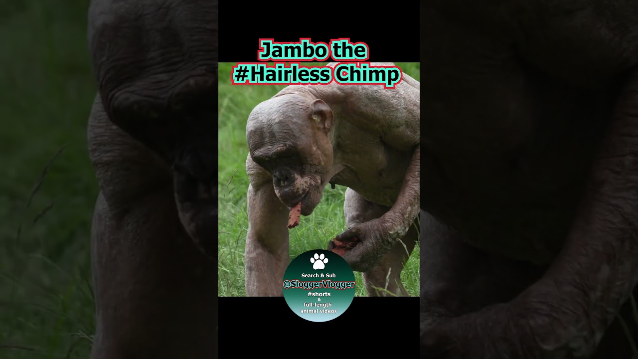 Close Up Jambo The Hairless Chimpanzee Youtube