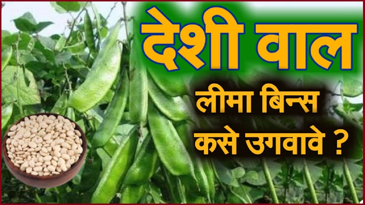 desi wal | local beans | benefits of Lima beans - YouTube
