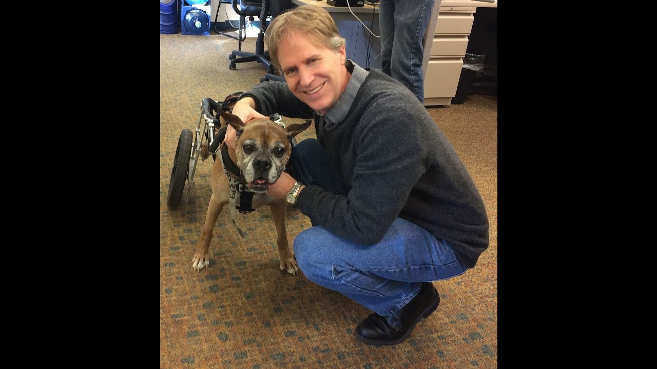 Degenerative Myelopathy (DM): Strategies for Spinal Conditions in Dogs ...