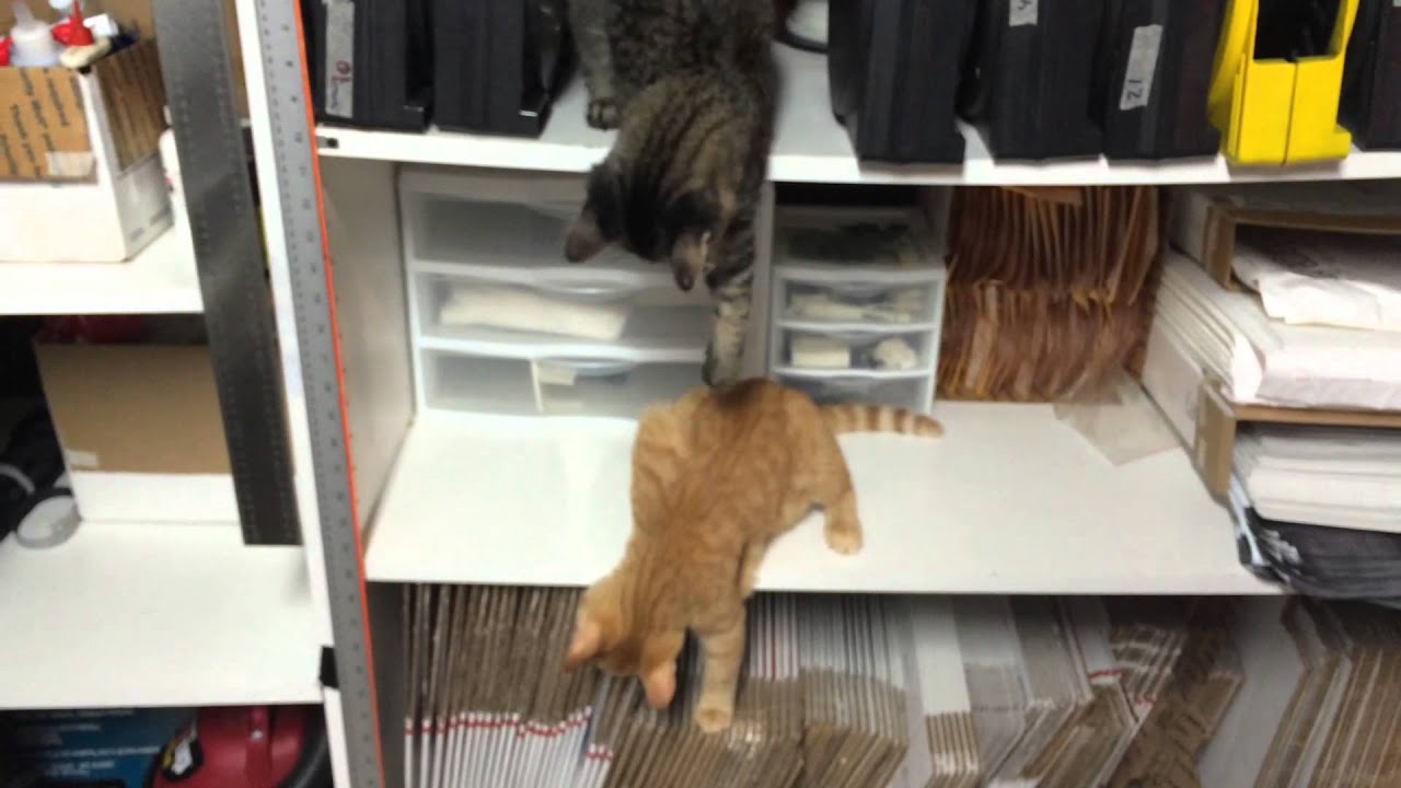 Kitten falls while playing - YouTube