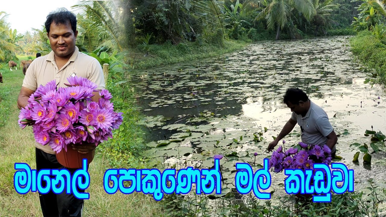 මානෙල් පොකුණේ මල් කඩාගෙන අනුරාධපුරේ ගියා / Manel wagawa / Nelum wagawa ...