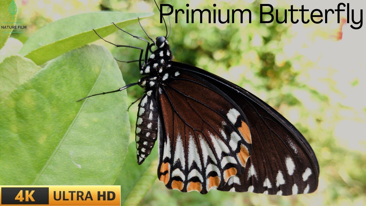 4k HDR 60fps primium Butterfly 🦋 @AniThingFilms@JacobKatieSchwarz ...