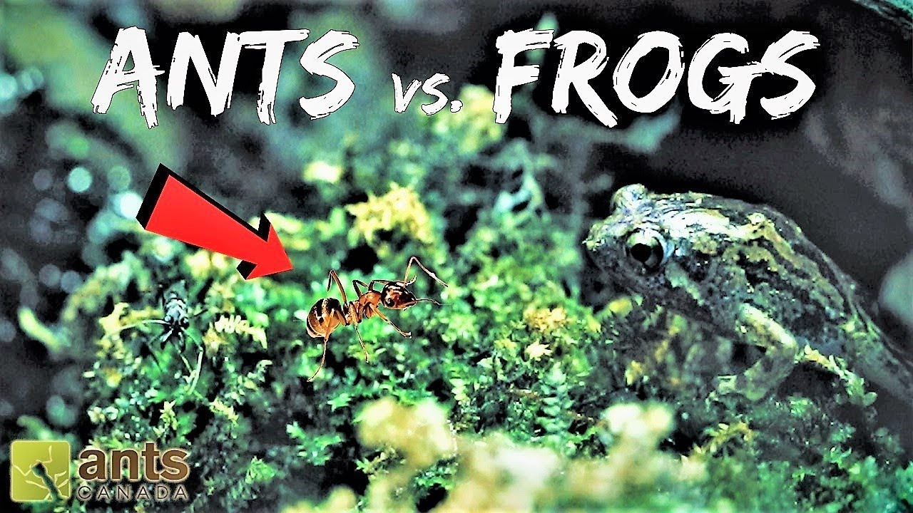 Ants vs. Frogs: Who Eats Who? - YouTube
