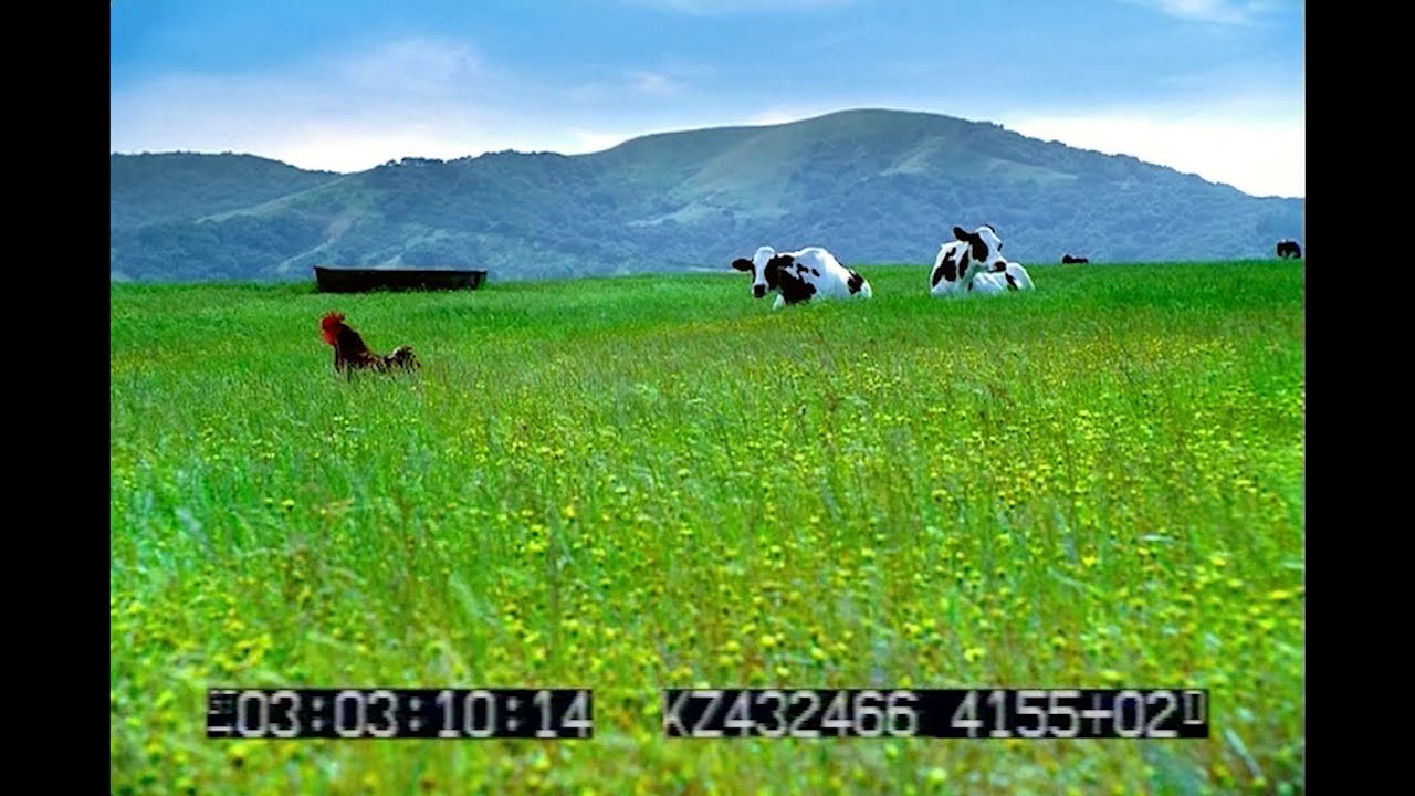California Cheese Happy Cows Outtake Campaign: "Hi Mom." - YouTube