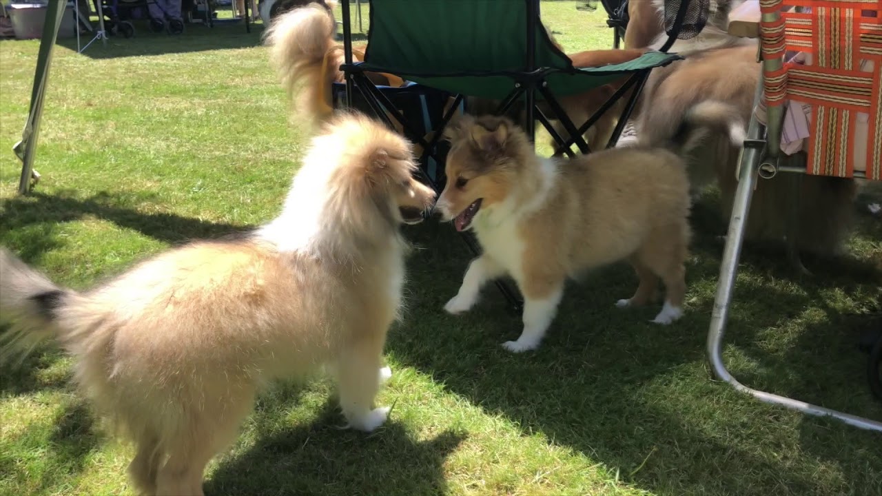 Two Sheltie Puppies Playing - YouTube