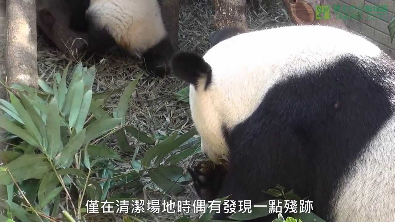 圓仔自己便便了 Giant Panda Cub Yuan Zai Pooping - YouTube
