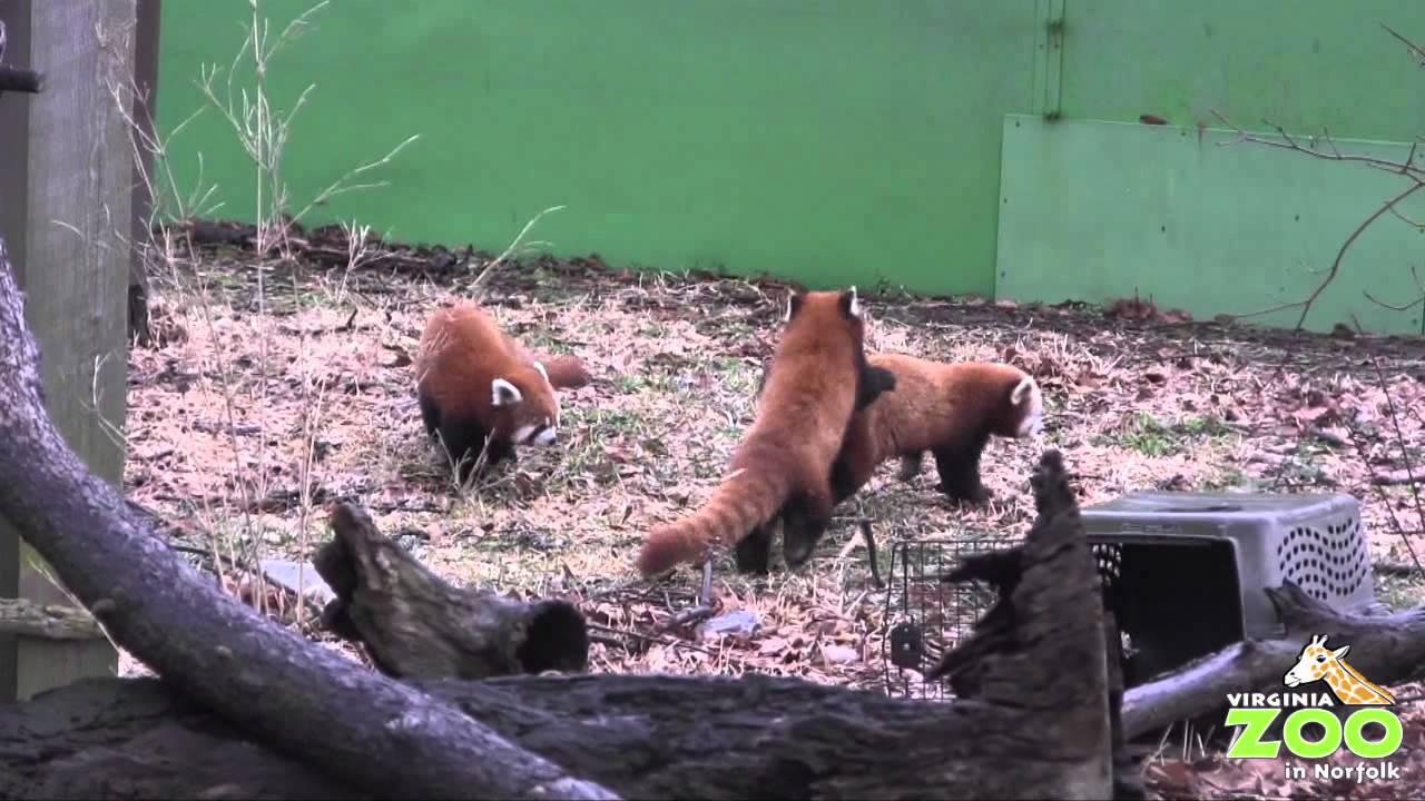 Red Pandas Frolic at the Virginia Zoo in the Cold Mist - YouTube