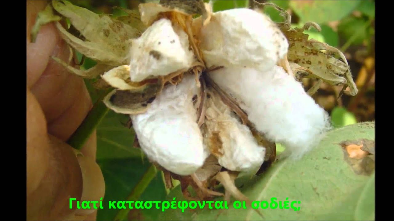 ΜΟΛΥΝΣΗ ΠΡΟΣΤΑΣΙΑ ΠΕΡΙΒΑΛΛΟΝΤΟΣ 3 - YouTube