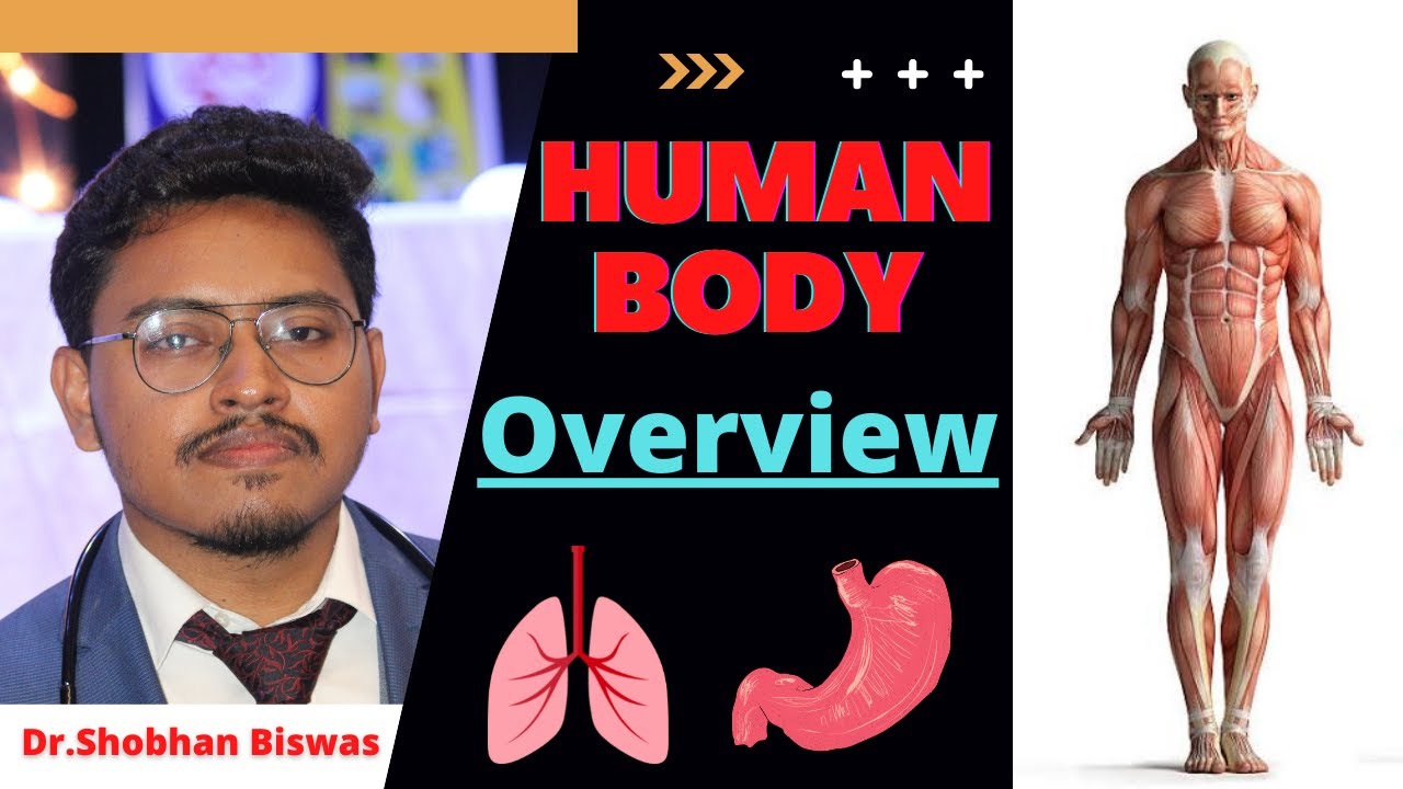 Basic information about Human body || Learn body parts || - YouTube