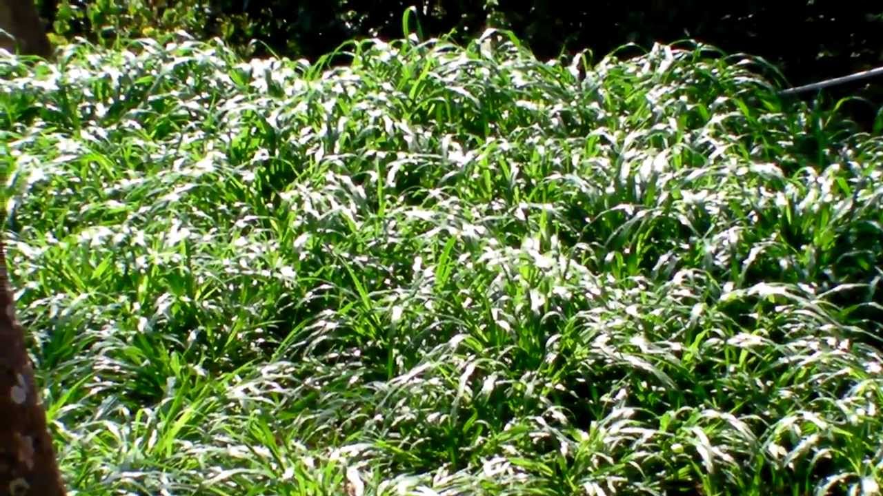 Grass Farming:Eden Goat Farms - YouTube